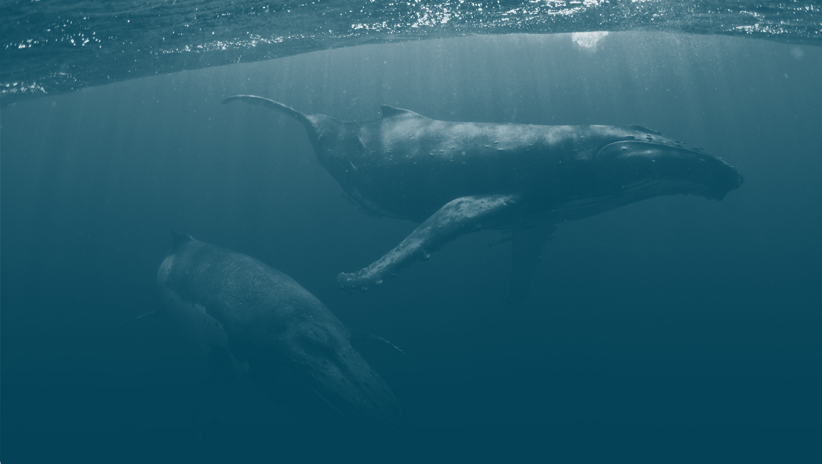 Sea Shepherd New Zealand